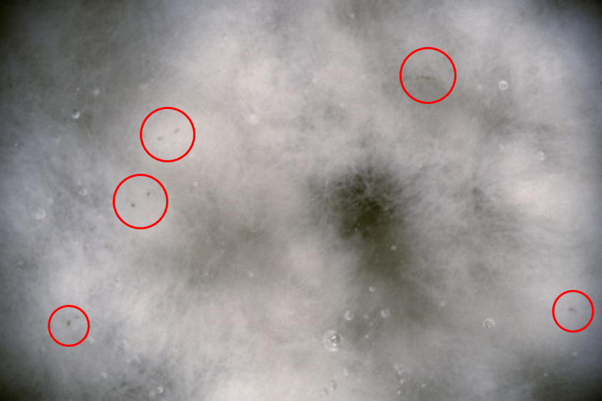 Dirt detection in bleached pulp suspension - Pixact